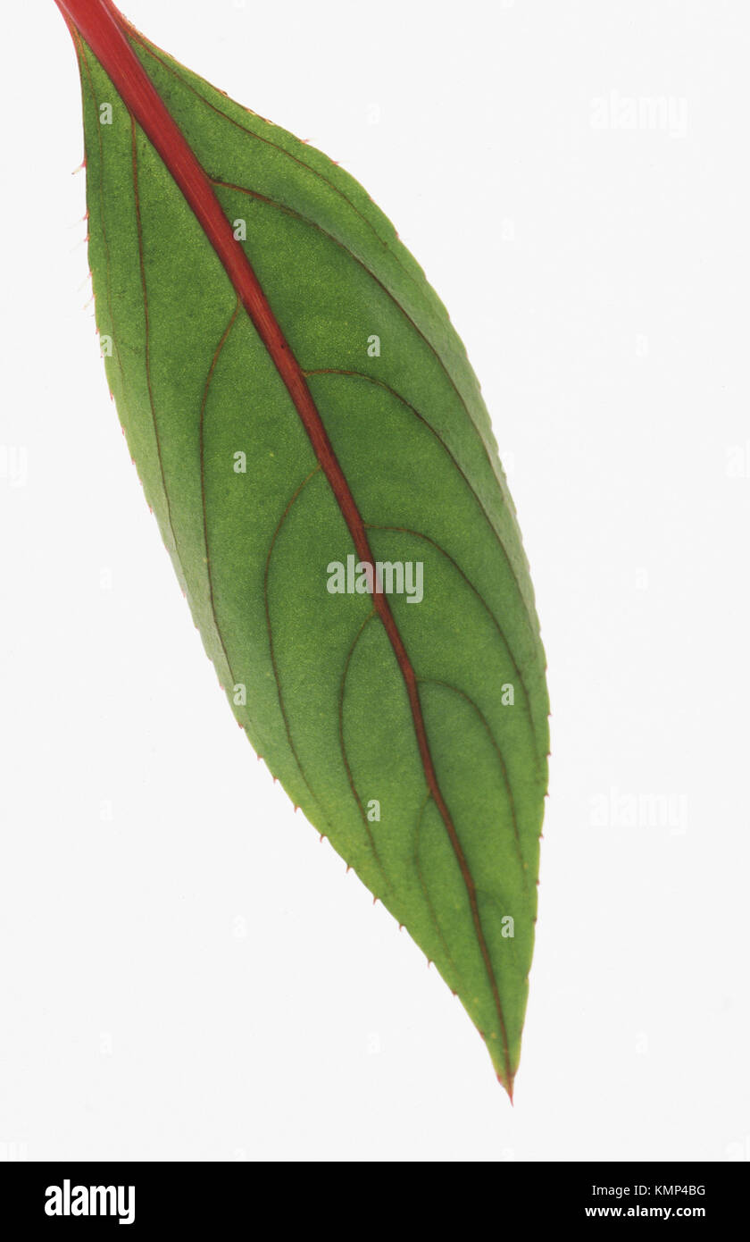 Close-up of green leaf and red veins Stock Photo - Alamy