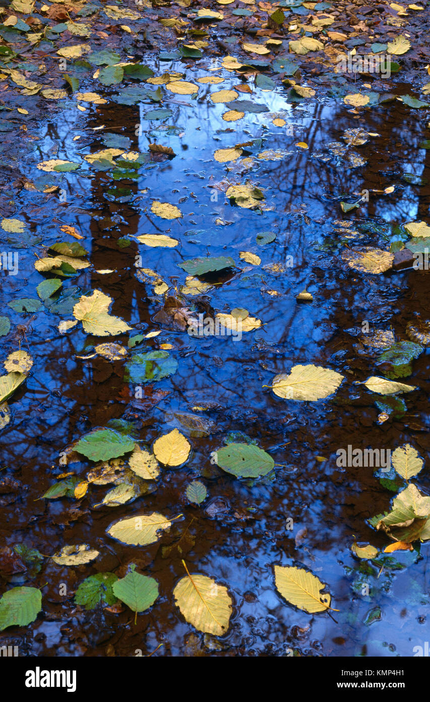 Tree trunk reflection in water hi-res stock photography and images - Alamy