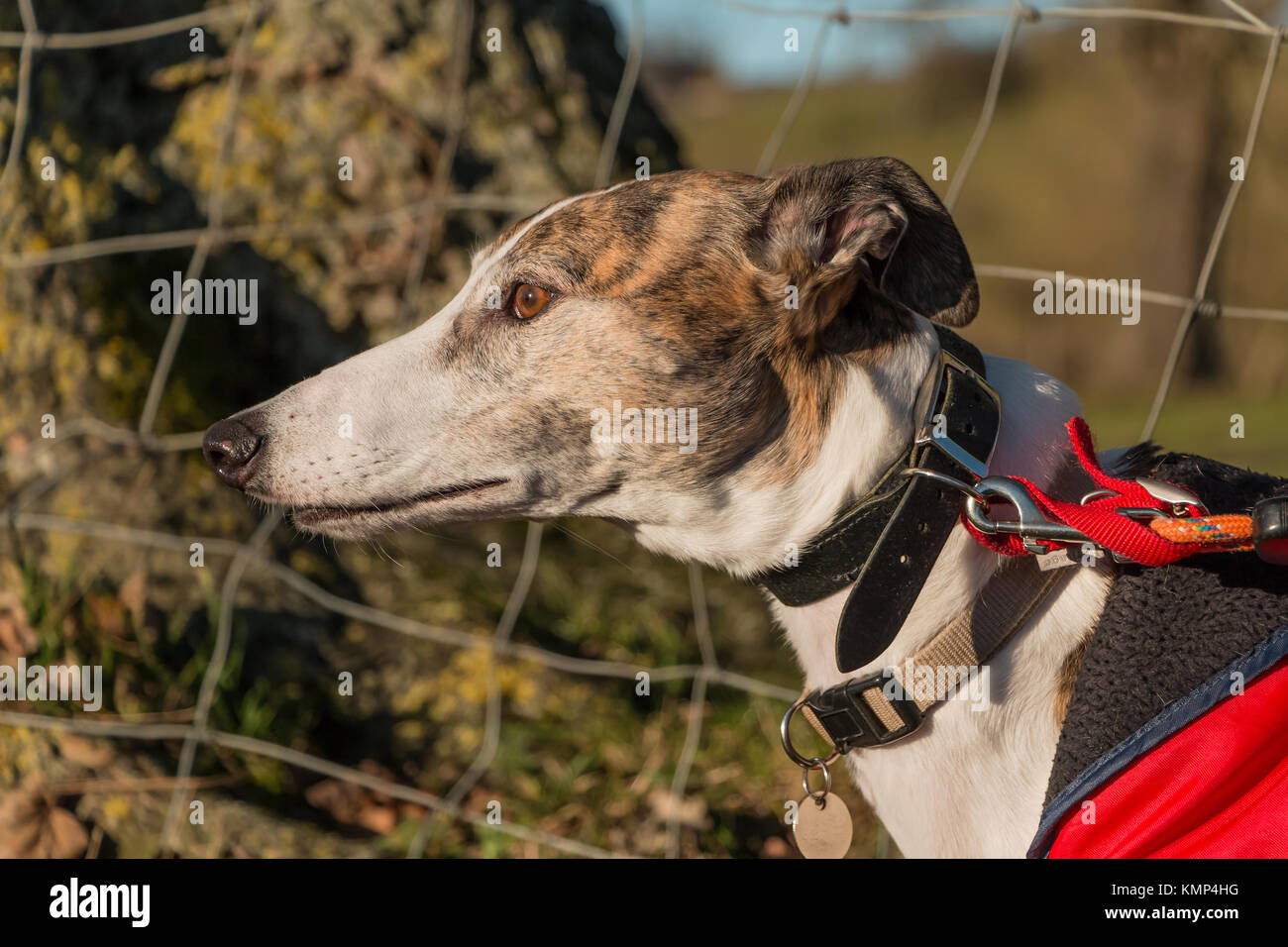 Portrait of a beautiful brindle and white female Greyhound wearing a ...