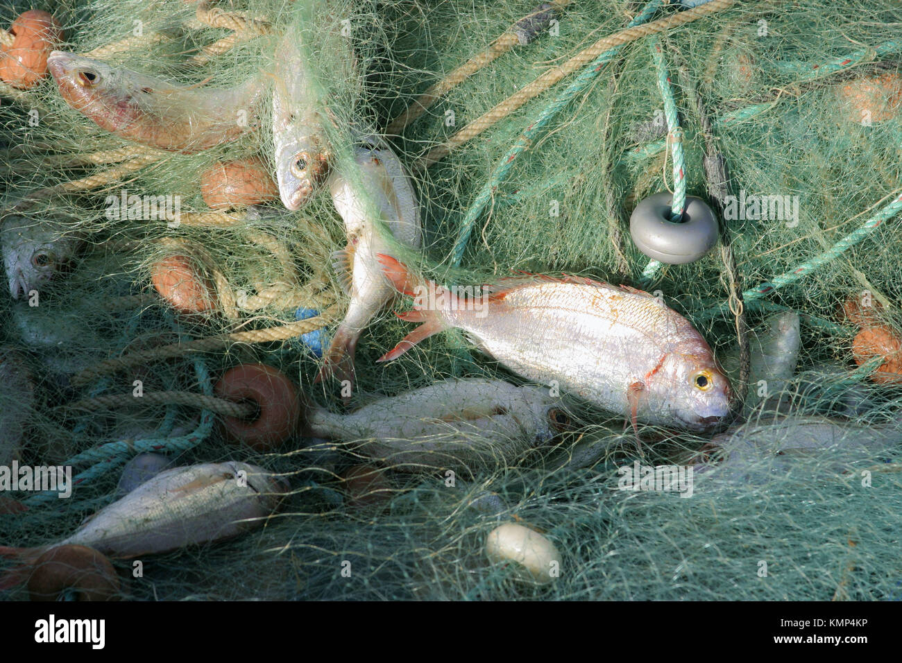 Death to the fish hi-res stock photography and images - Alamy
