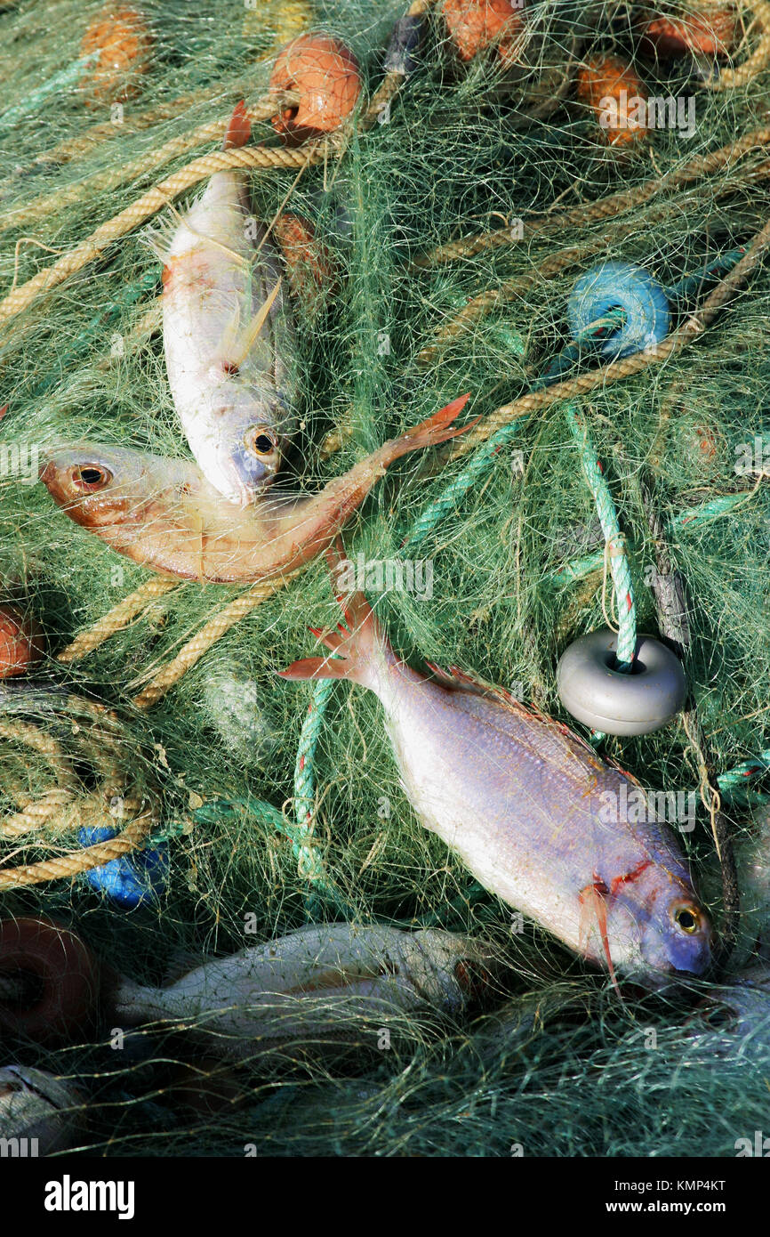 Death fish hi-res stock photography and images - Alamy