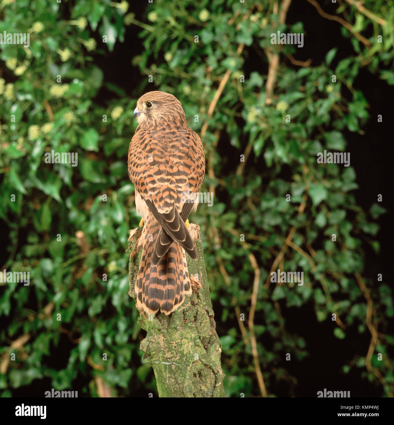 Krestel High Resolution Stock Photography and Images - Alamy