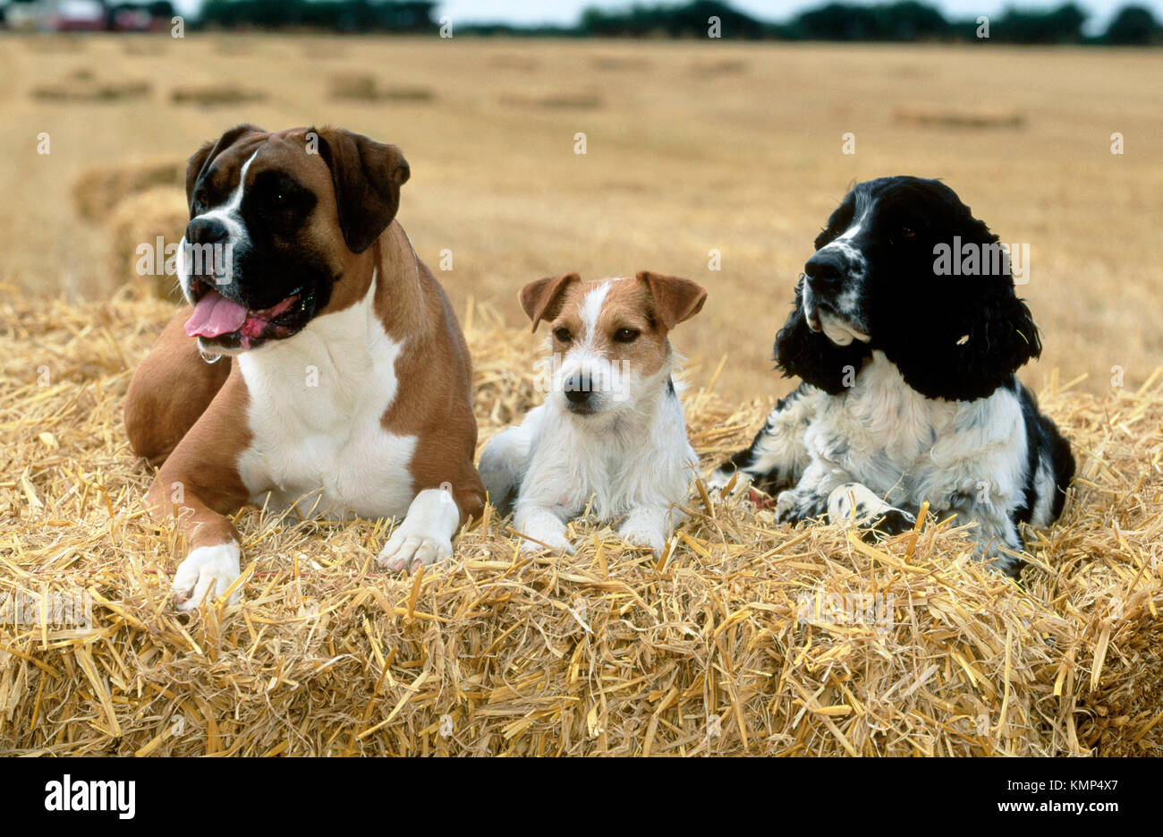 Three different dogs hi-res stock photography and images - Alamy