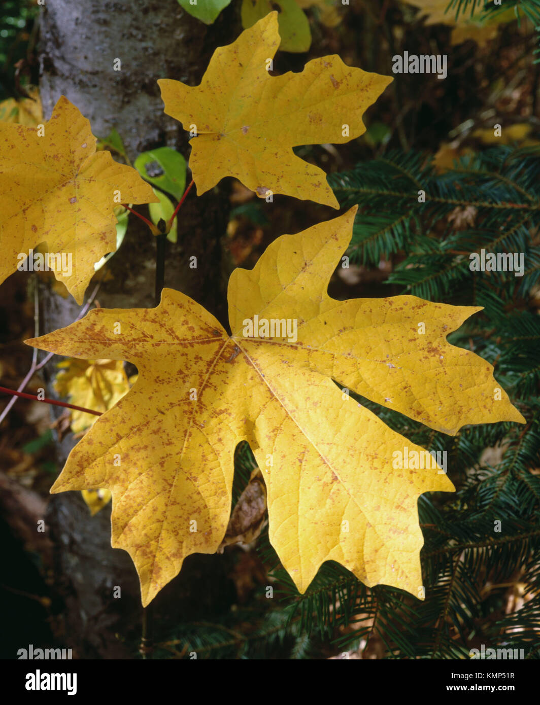 Big maple floor hi-res stock photography and images - Alamy