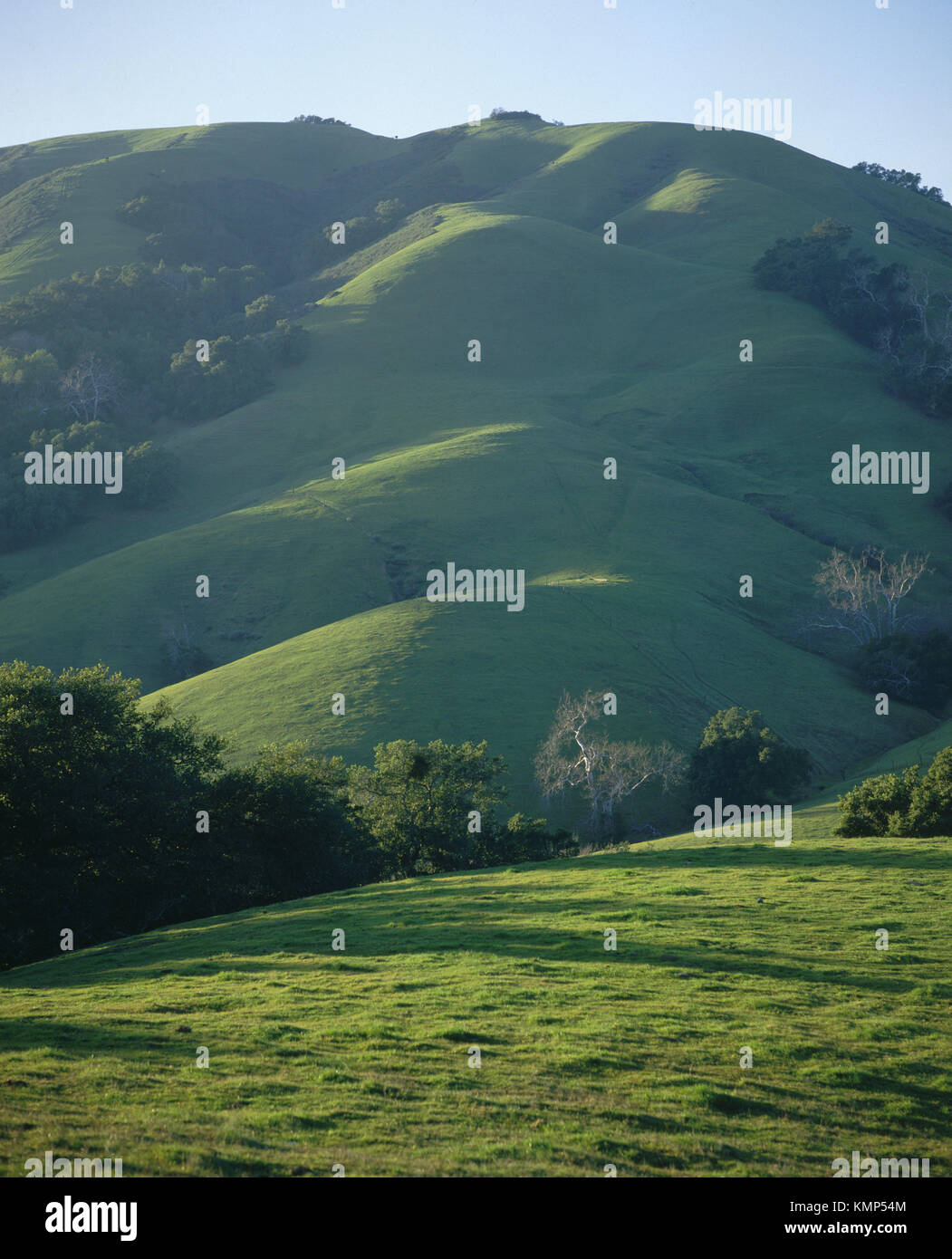 California live oak trees hi-res stock photography and images - Alamy