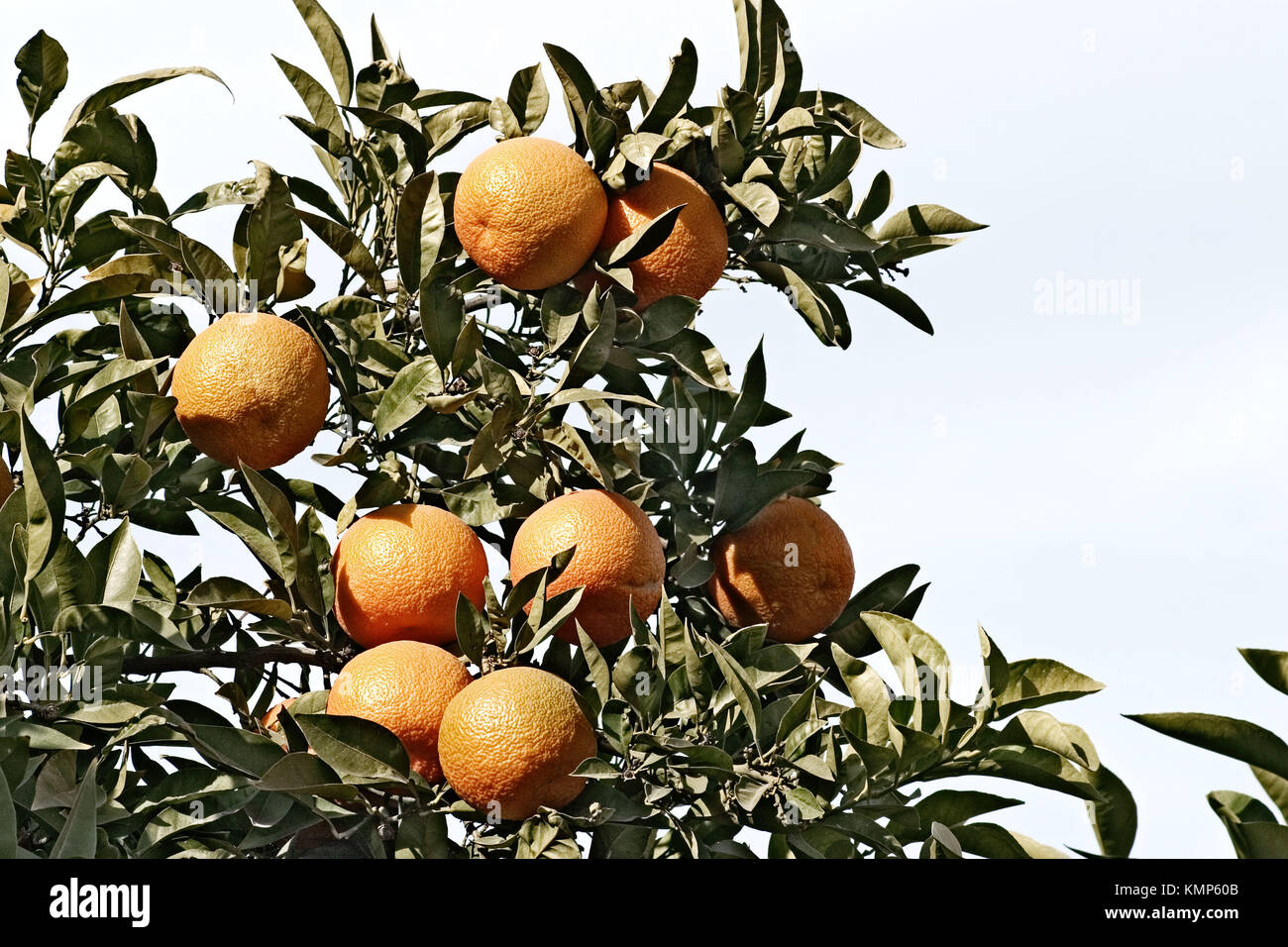 Oranges on tree Stock Photo - Alamy