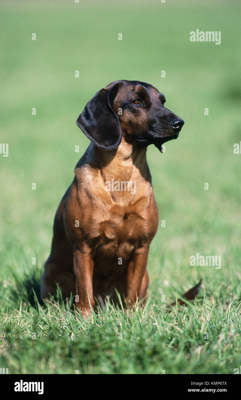 Bayerischer Gebirgsschweisshund High Resolution Stock Photography and ...