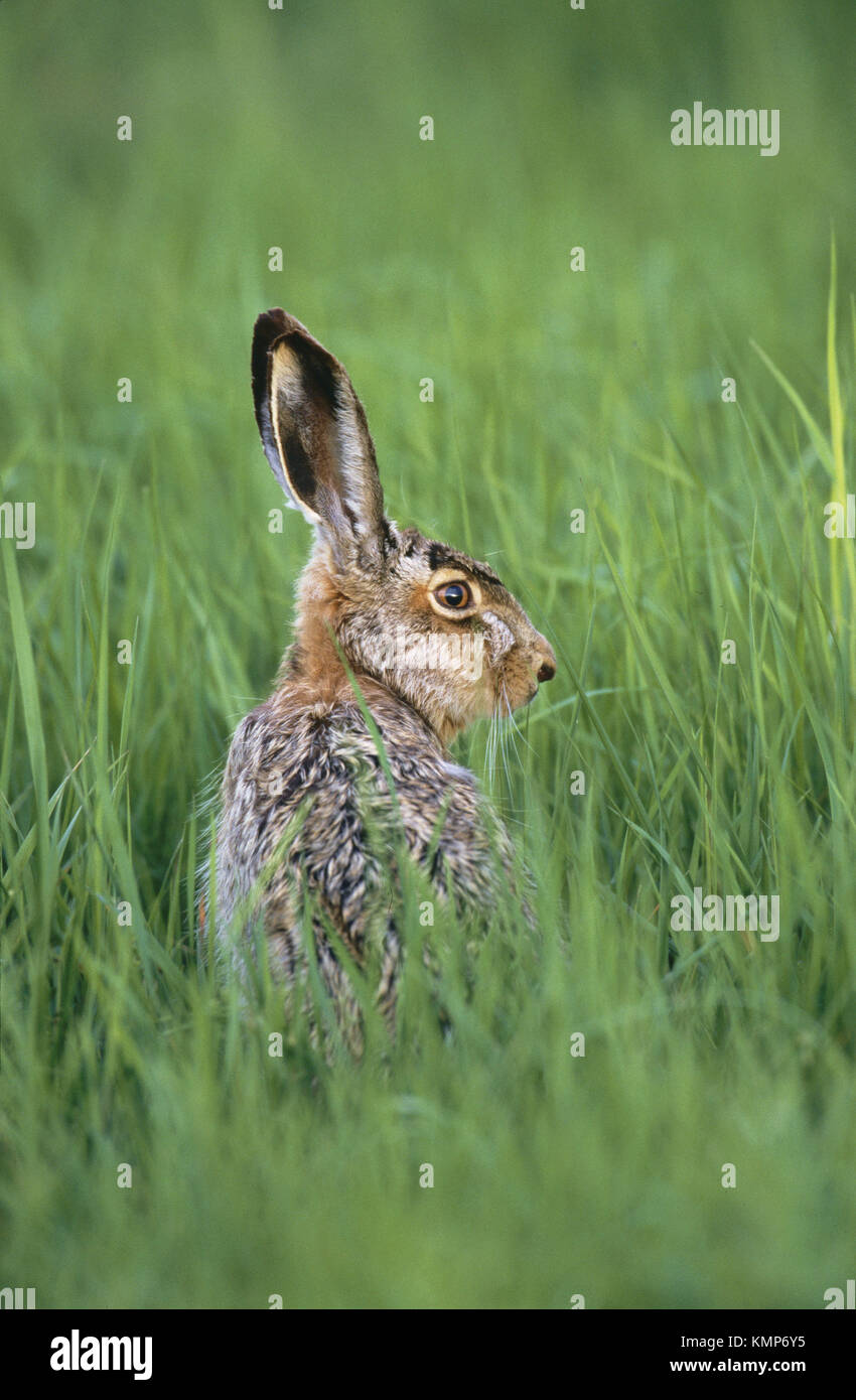 Sitting Hare Side Profile High Resolution Stock Photography and Images ...