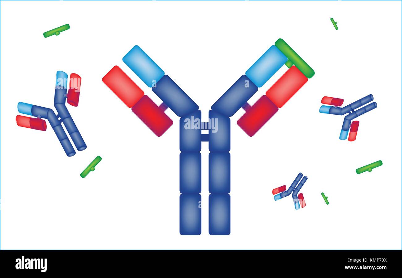 Antibody micro biology hi-res stock photography and images - Alamy