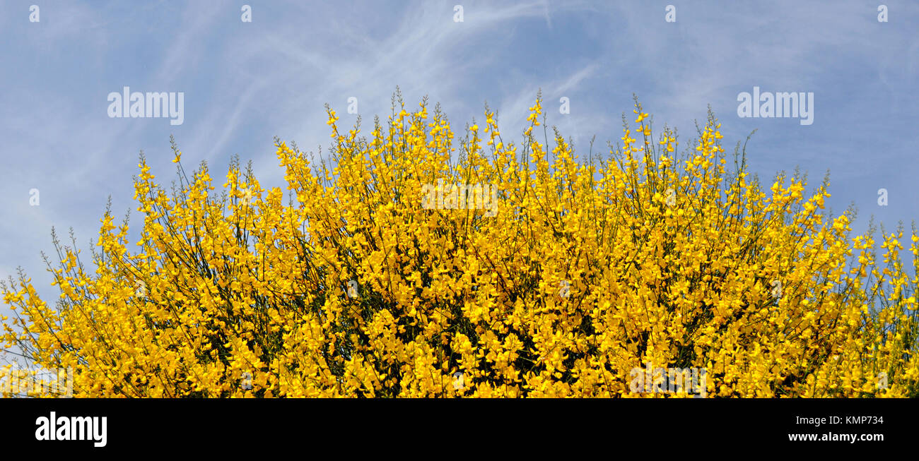Retama broom bush hi-res stock photography and images - Alamy