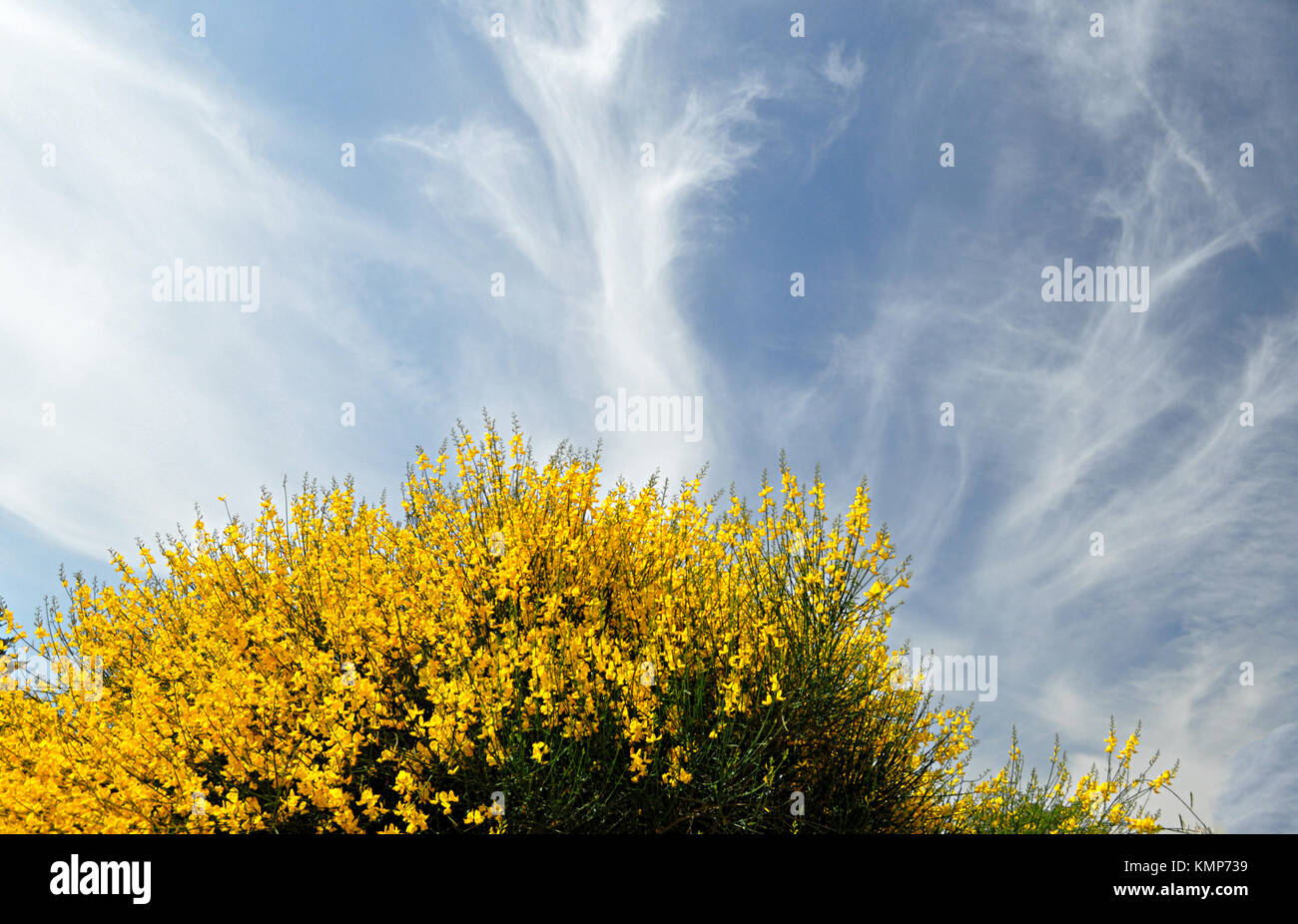 Smell broom hi-res stock photography and images - Alamy