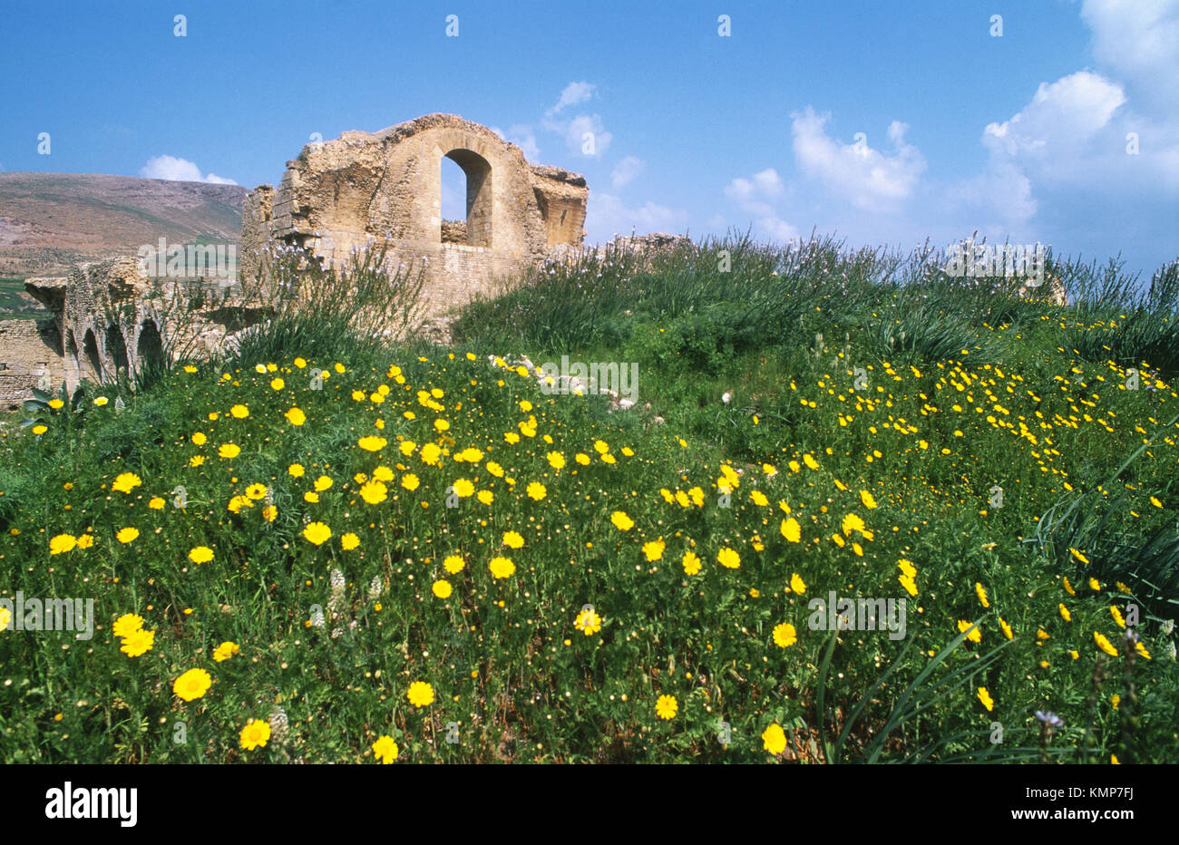 Bulla bulla hi-res stock photography and images - Alamy
