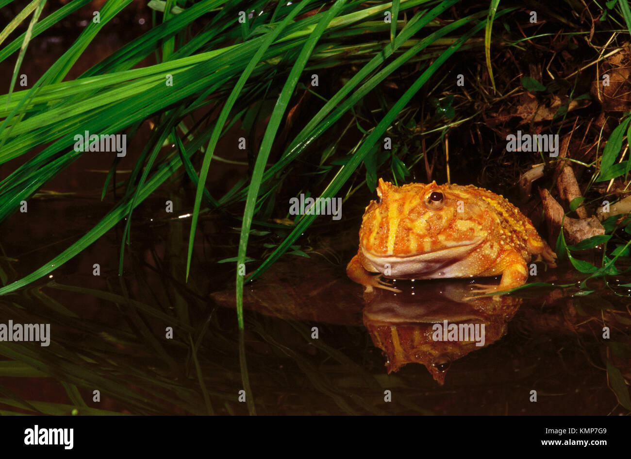 Albino Frog High Resolution Stock Photography and Images - Alamy
