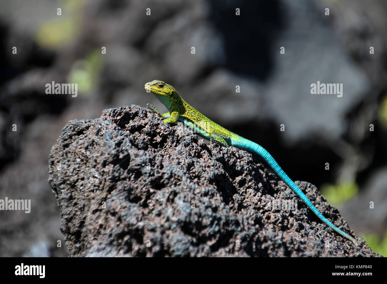 Green lizard on lava rocks, Conguillio National Park, Chile Stock Photo ...