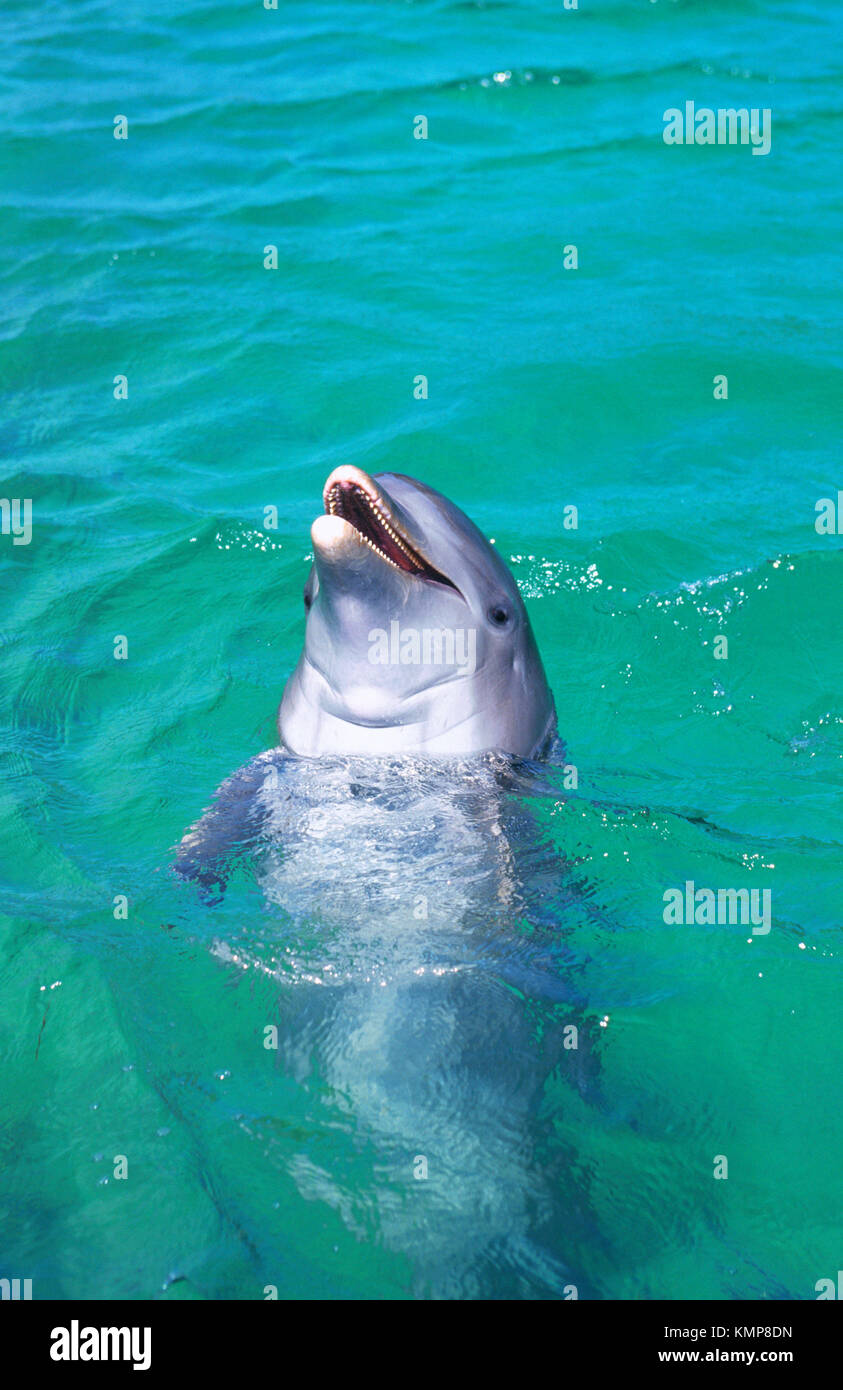 Underwater dolphin vertical hi-res stock photography and images - Alamy