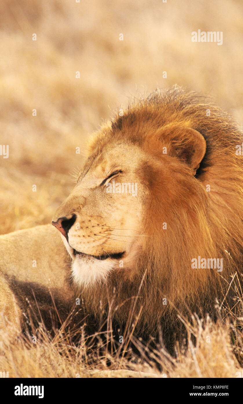 Lion (Panthera leo). Africa Stock Photo - Alamy