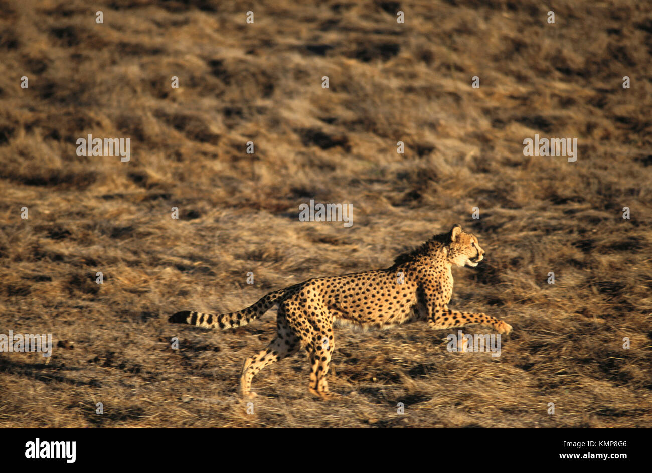 Cheetah agility hi-res stock photography and images - Alamy