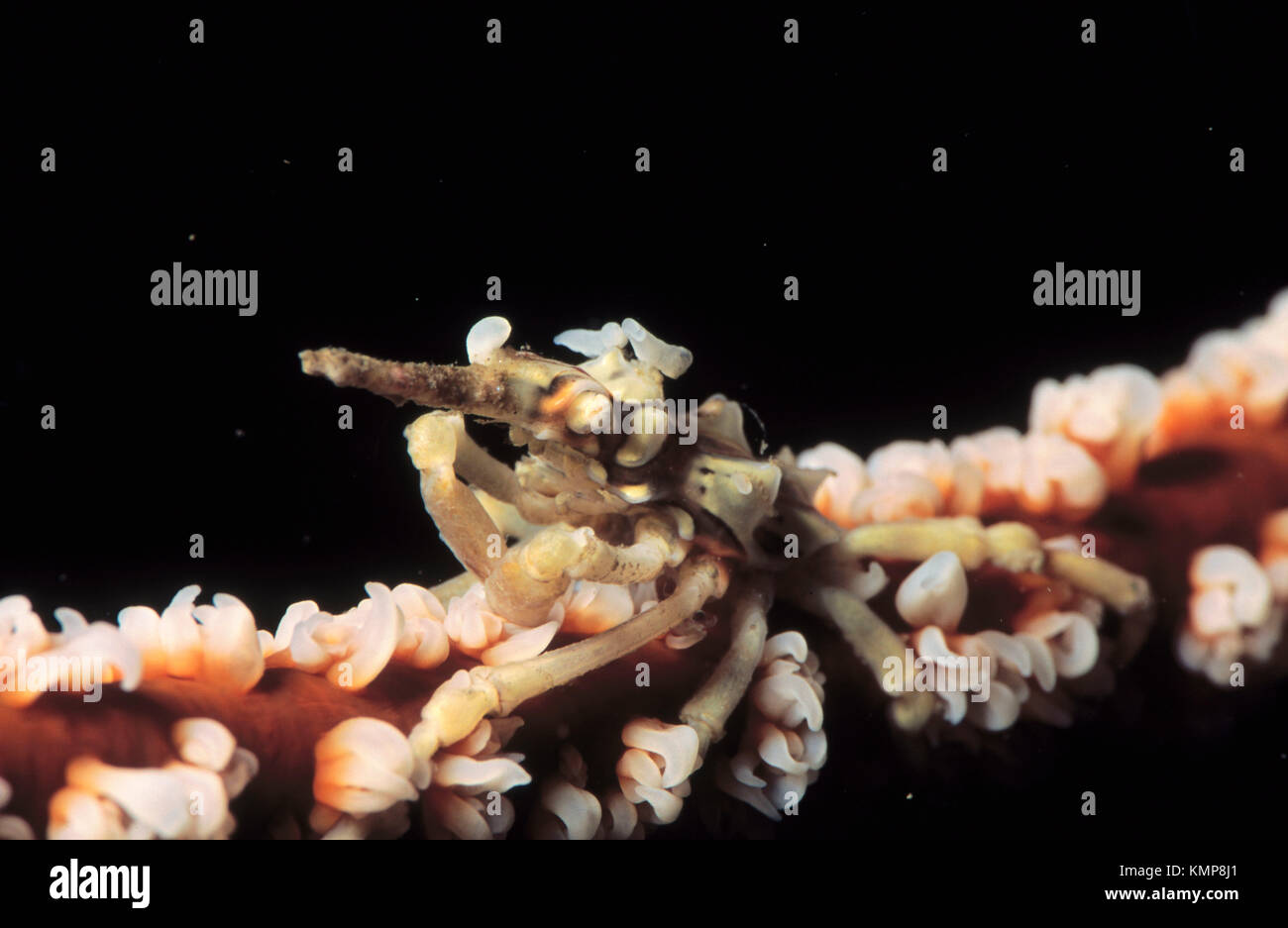 Xenocarcinus hi-res stock photography and images - Alamy