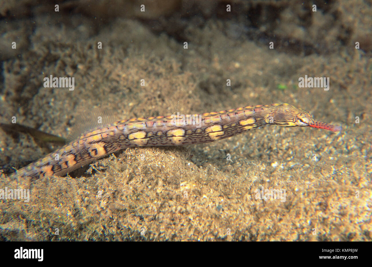 Papua new guinea wildlife hi-res stock photography and images - Alamy