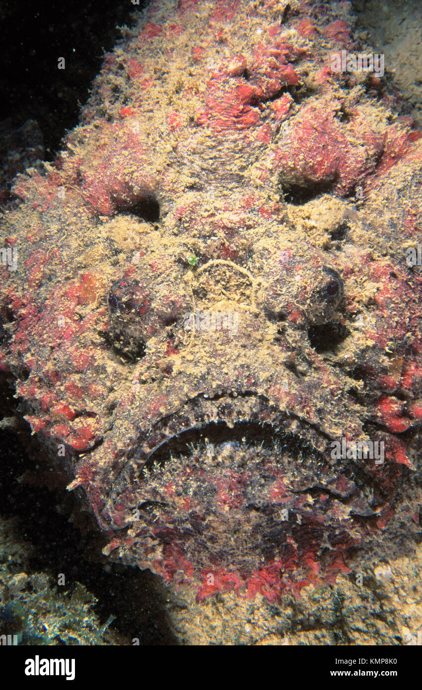 Stonefish synanceia horrida hi-res stock photography and images - Alamy