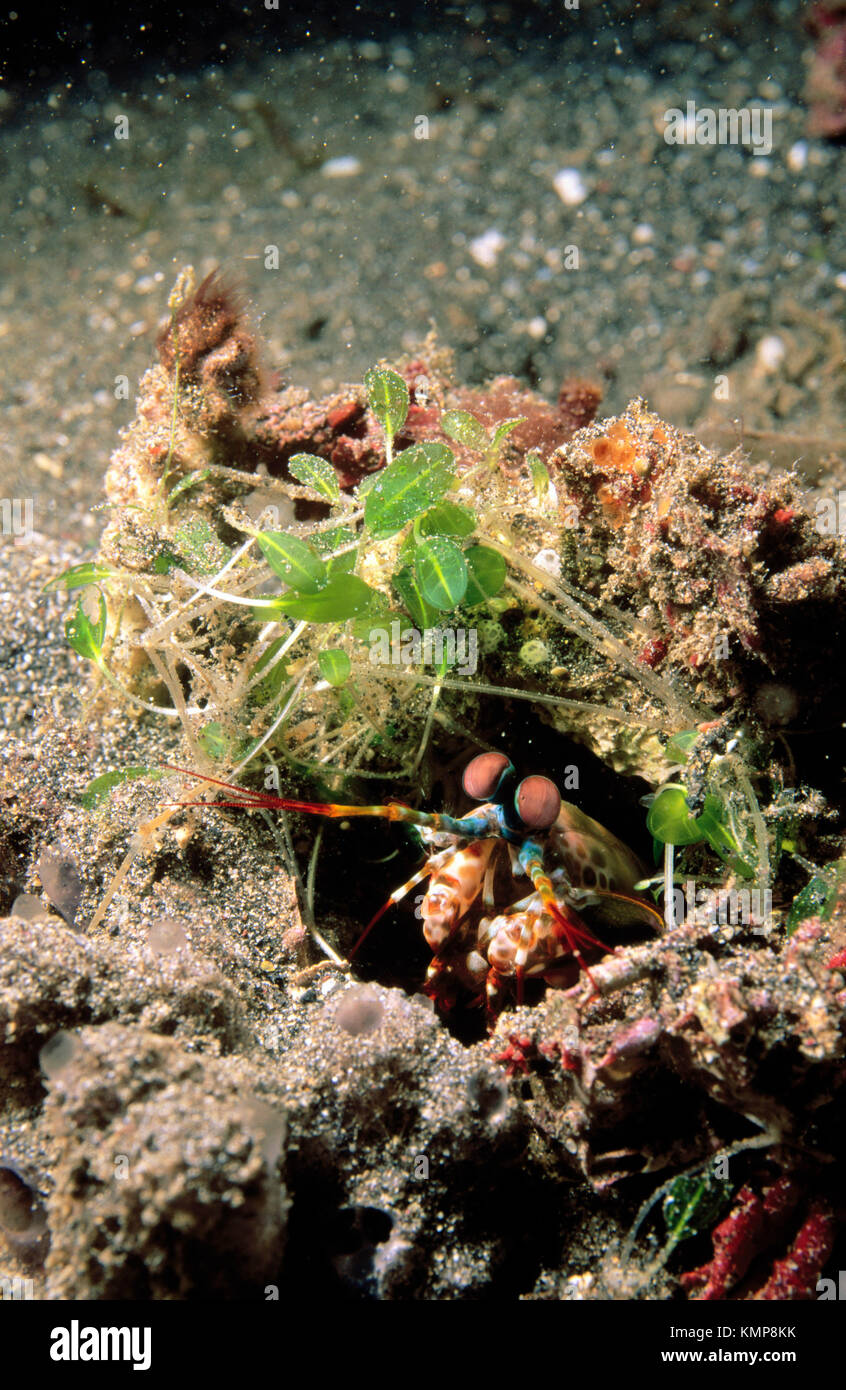 Mantis shrimp close up hi-res stock photography and images - Alamy