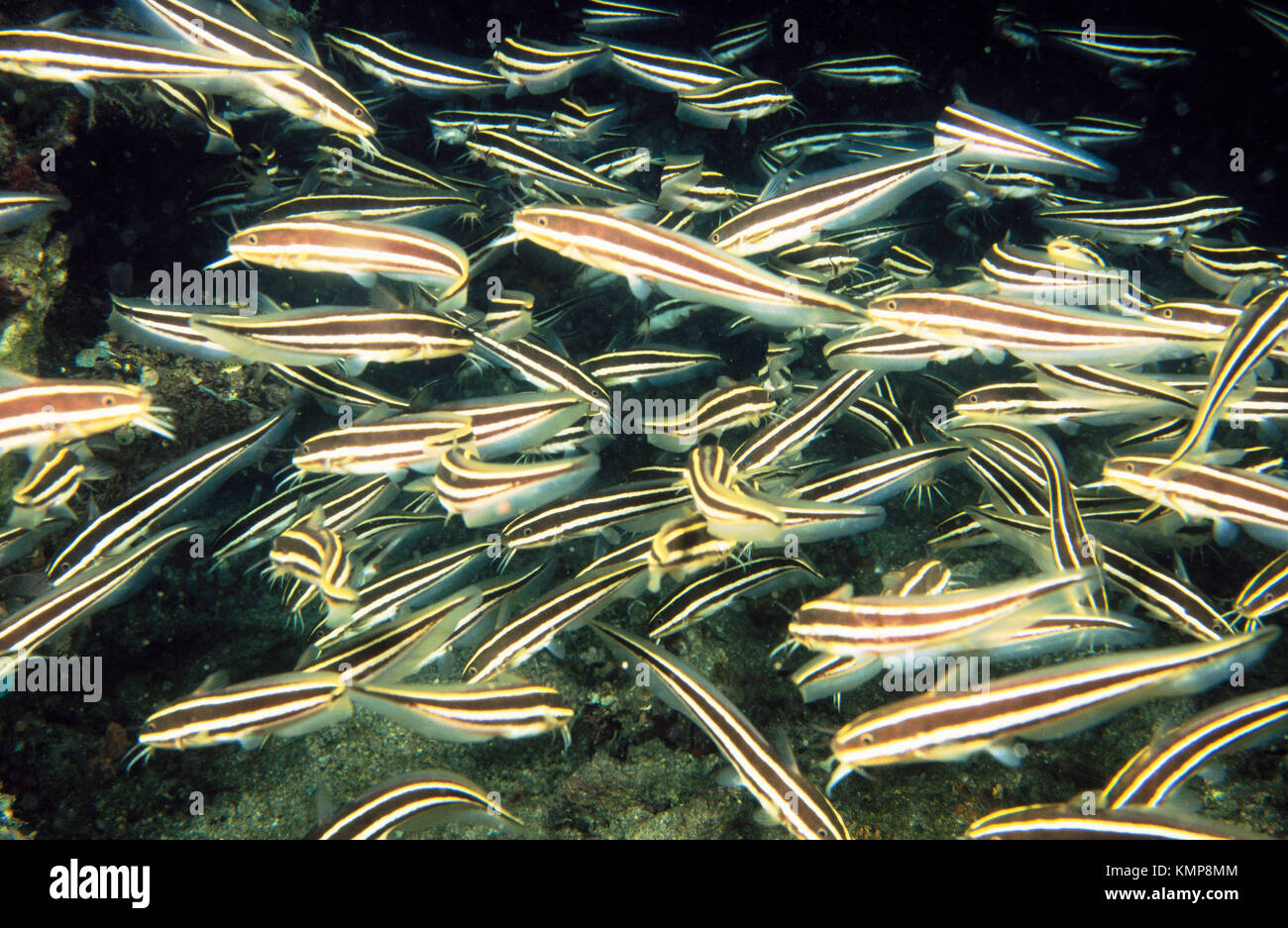 Indo Pacific Striped Eel Catfish High Resolution Stock Photography and ...
