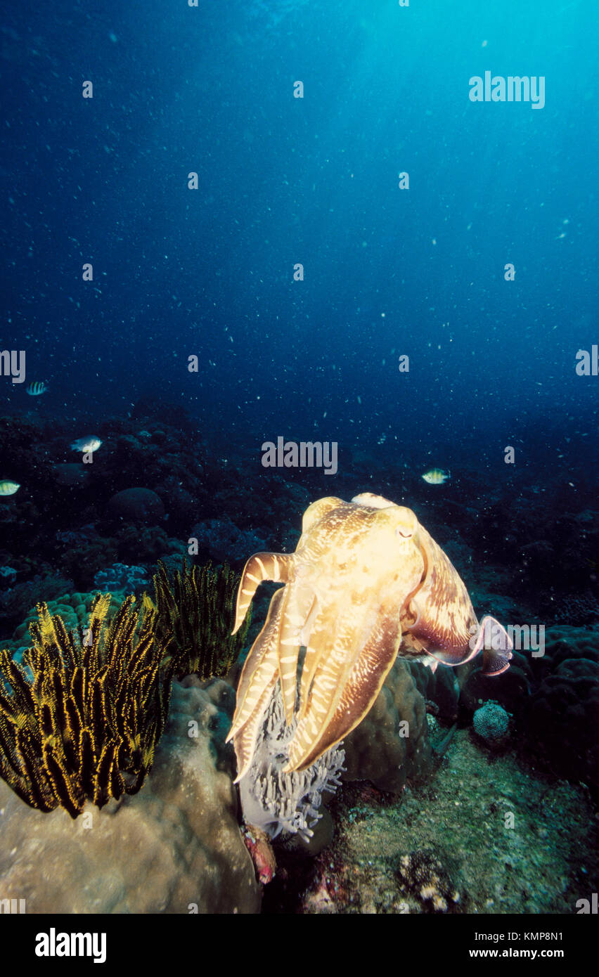 Giant Cuttlefish (Sepia apama). Indo-Pacific Ocean Stock Photo - Alamy