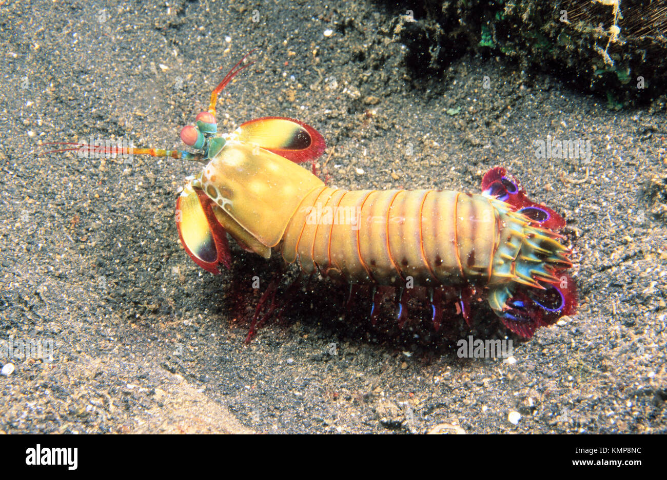 Indo pacific mantis High Resolution Stock Photography and Images - Alamy