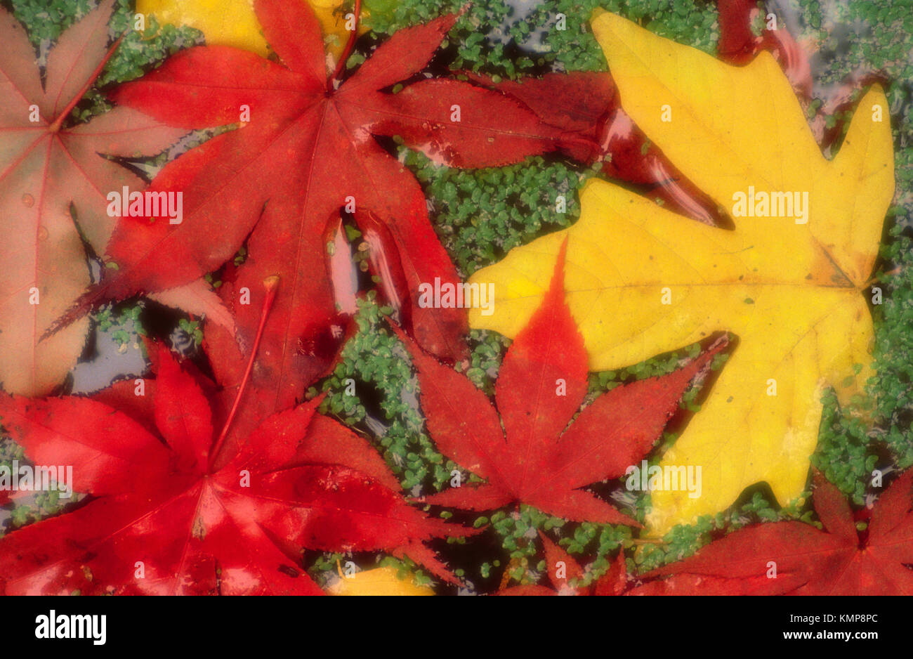 Japanese Maple (Acer palmatum) leaves Stock Photo - Alamy