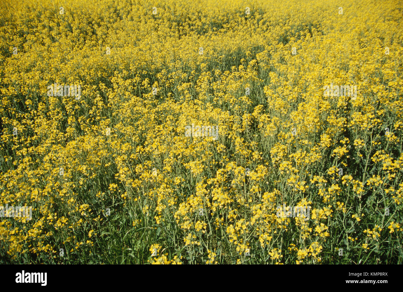Blooming mustard field hi-res stock photography and images - Alamy