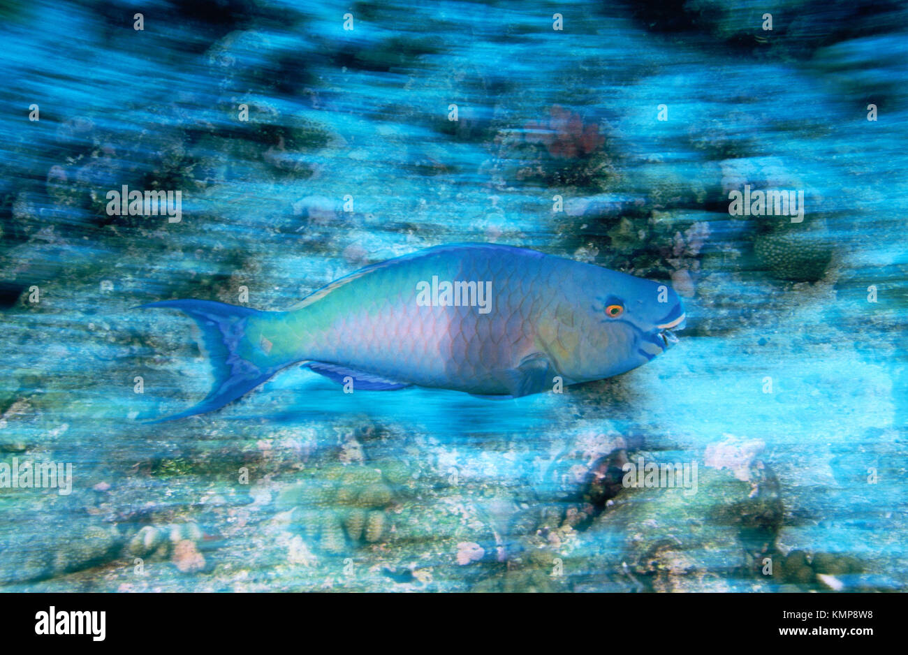 Parrotfish (Scarus sp.). Indo-Pacific Stock Photo - Alamy