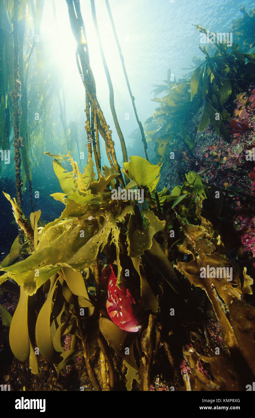 Greenling fish hi-res stock photography and images - Alamy