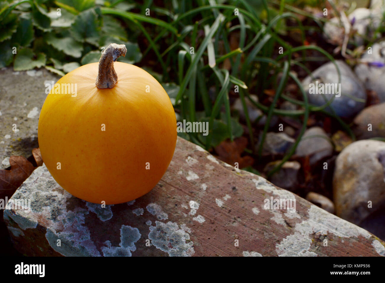 Small orange gourd on the weathered brick wall of a rockery Stock Photo ...