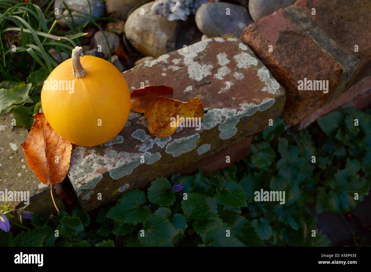 Orange gourd hi-res stock photography and images - Alamy