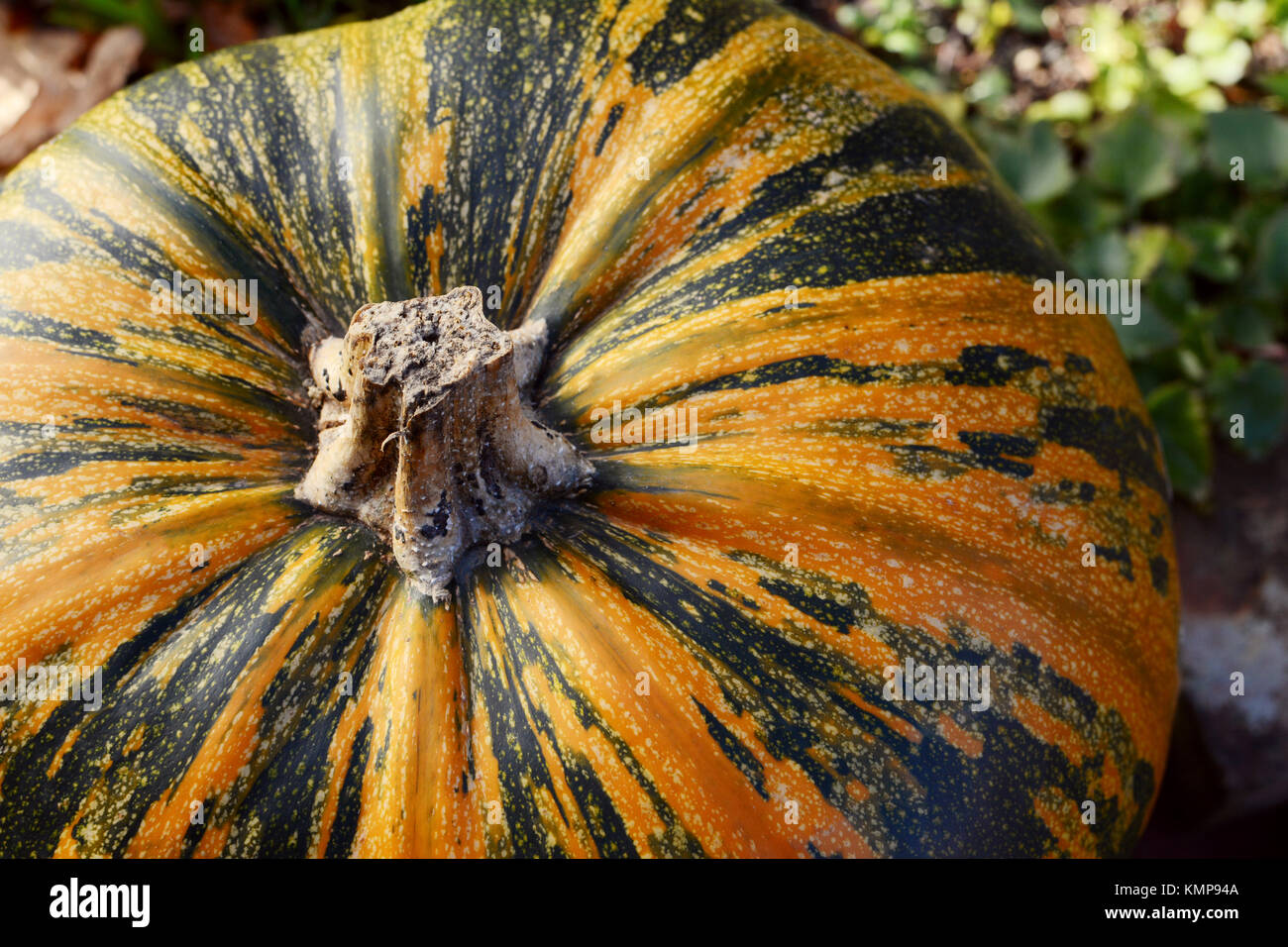 Close-up of a large pumpkin with bold orange and green stripes Stock ...