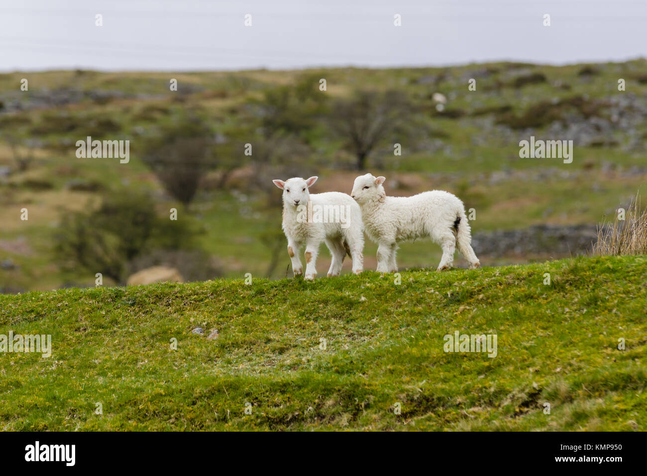 Welsh hills with sheep hi-res stock photography and images - Alamy