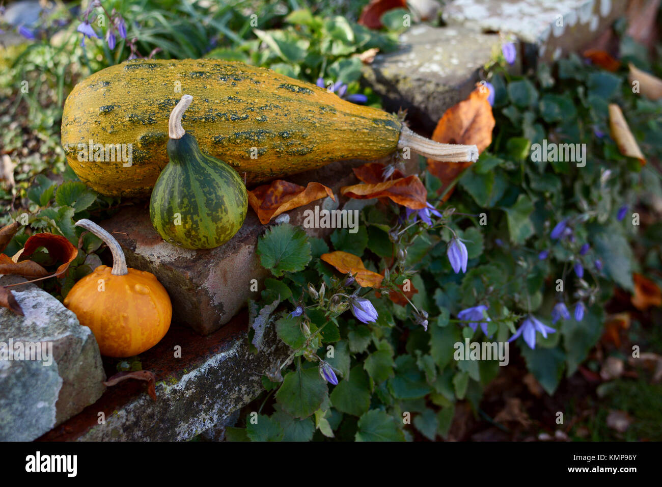 Small and large ornamental gourds on a rustic rockery wall, with autumn ...