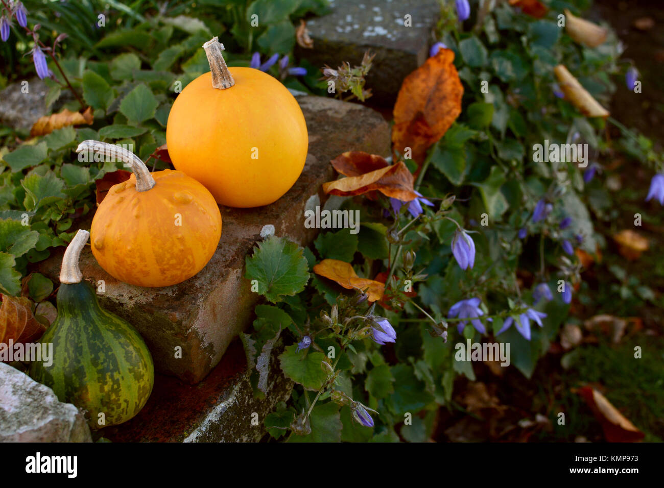 Three small ornamental gourds on a rustic brick wall with fall leaves ...