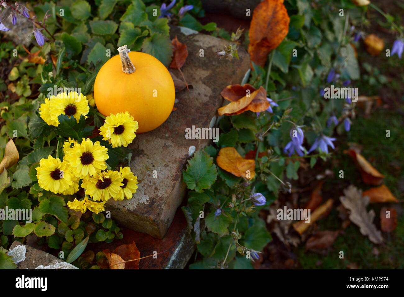 Yellow chrysanthemum flowers with a small orange ornamental gourd in an ...
