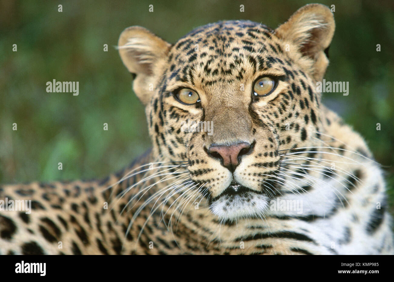 Asian leopard hi-res stock photography and images - Alamy