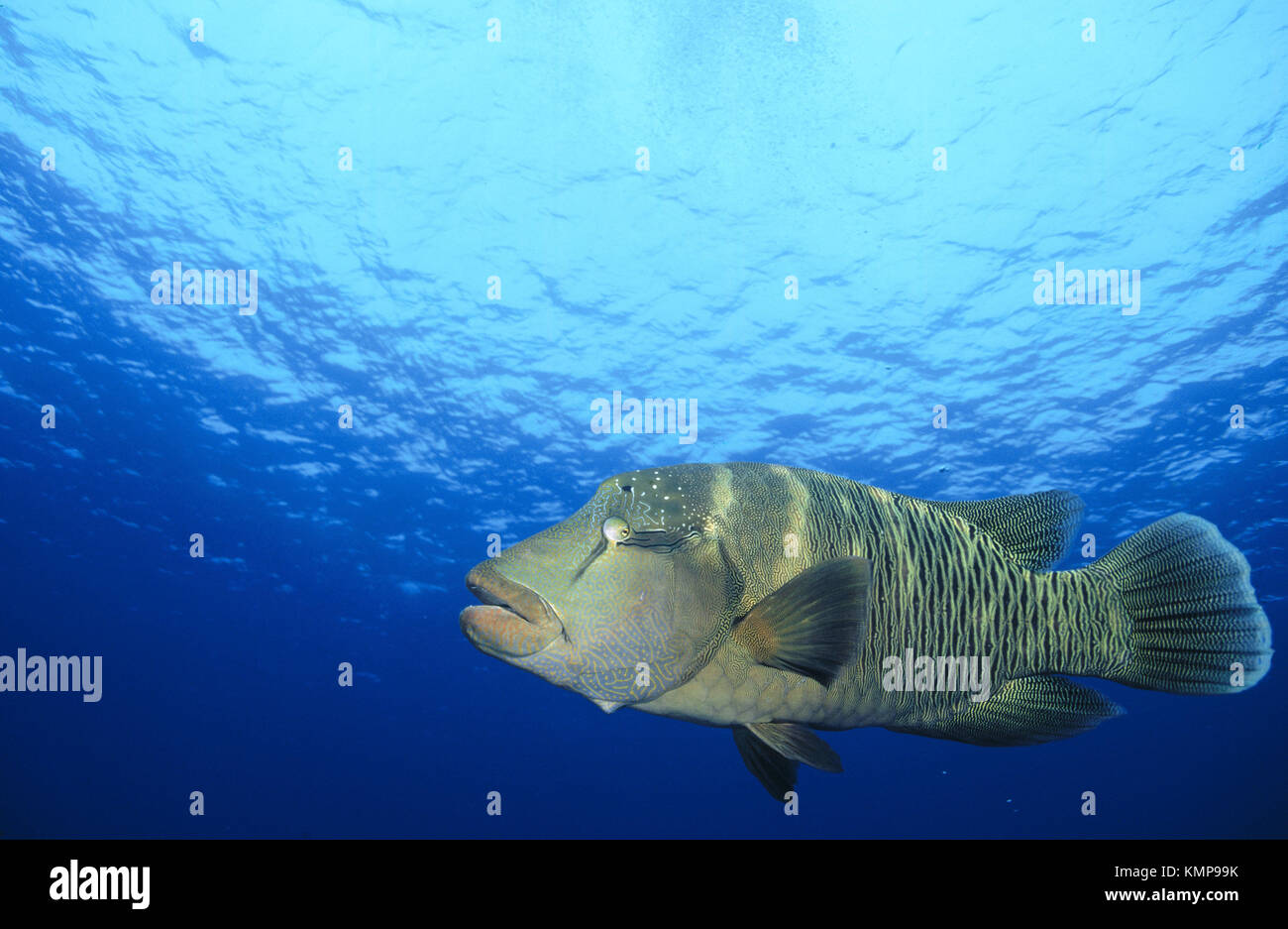 Napoleon Wrasse (Cheilinus undulatus). Maldives Stock Photo - Alamy