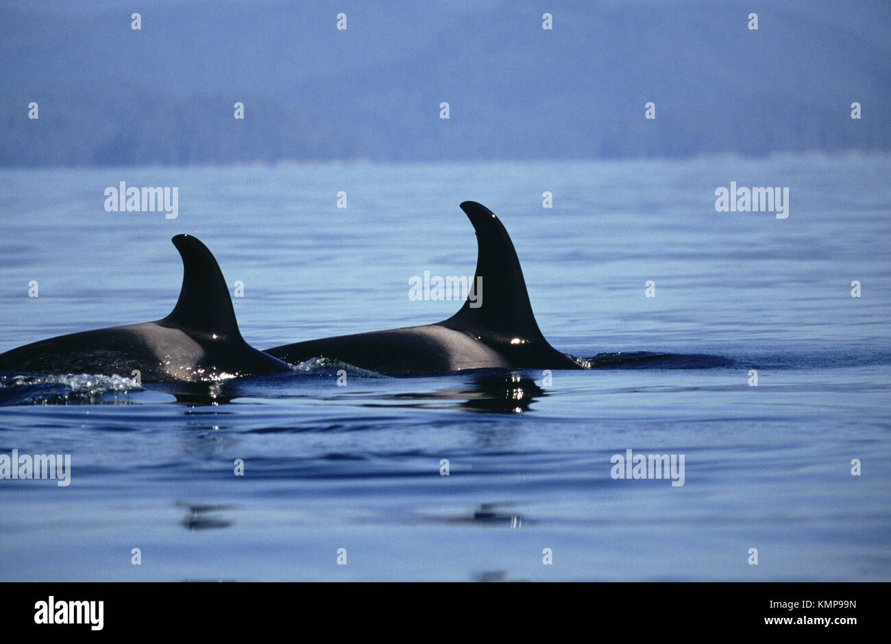Alaska inside passage orca hi-res stock photography and images - Alamy