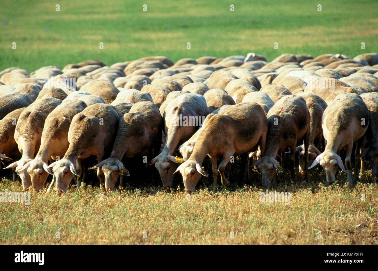 Herd lacaune sheep roquefort aveyron hi-res stock photography and ...