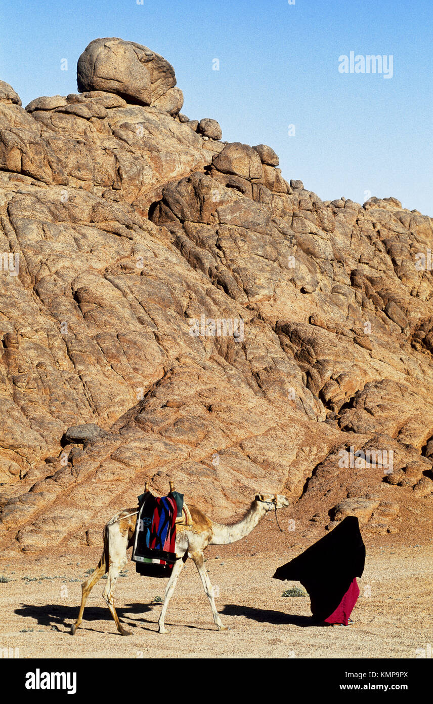 Bedouin woman walking with camel at Sinai desert. Egypt Stock Photo - Alamy