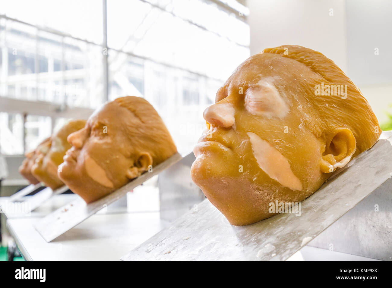 Bologna, BO, Italy - April 3, 2016: Dummies used for the surgical ...