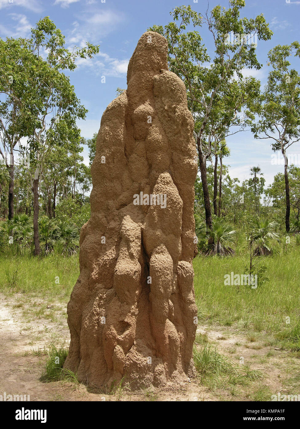 Termites Nest