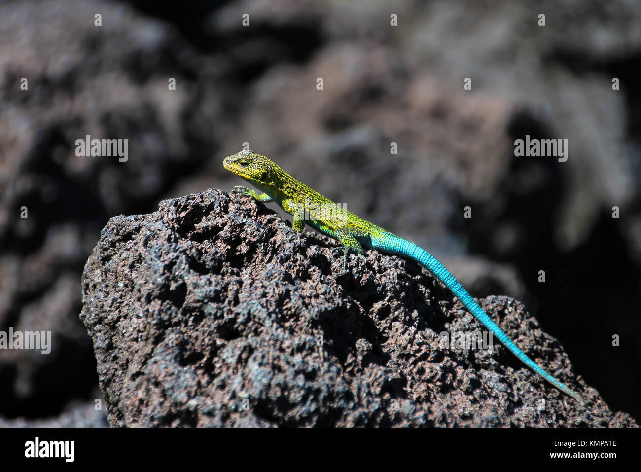 Lava lizard chile hi-res stock photography and images - Alamy