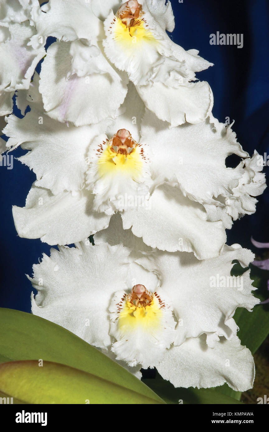 Cattleya cattleya sp hi-res stock photography and images - Alamy