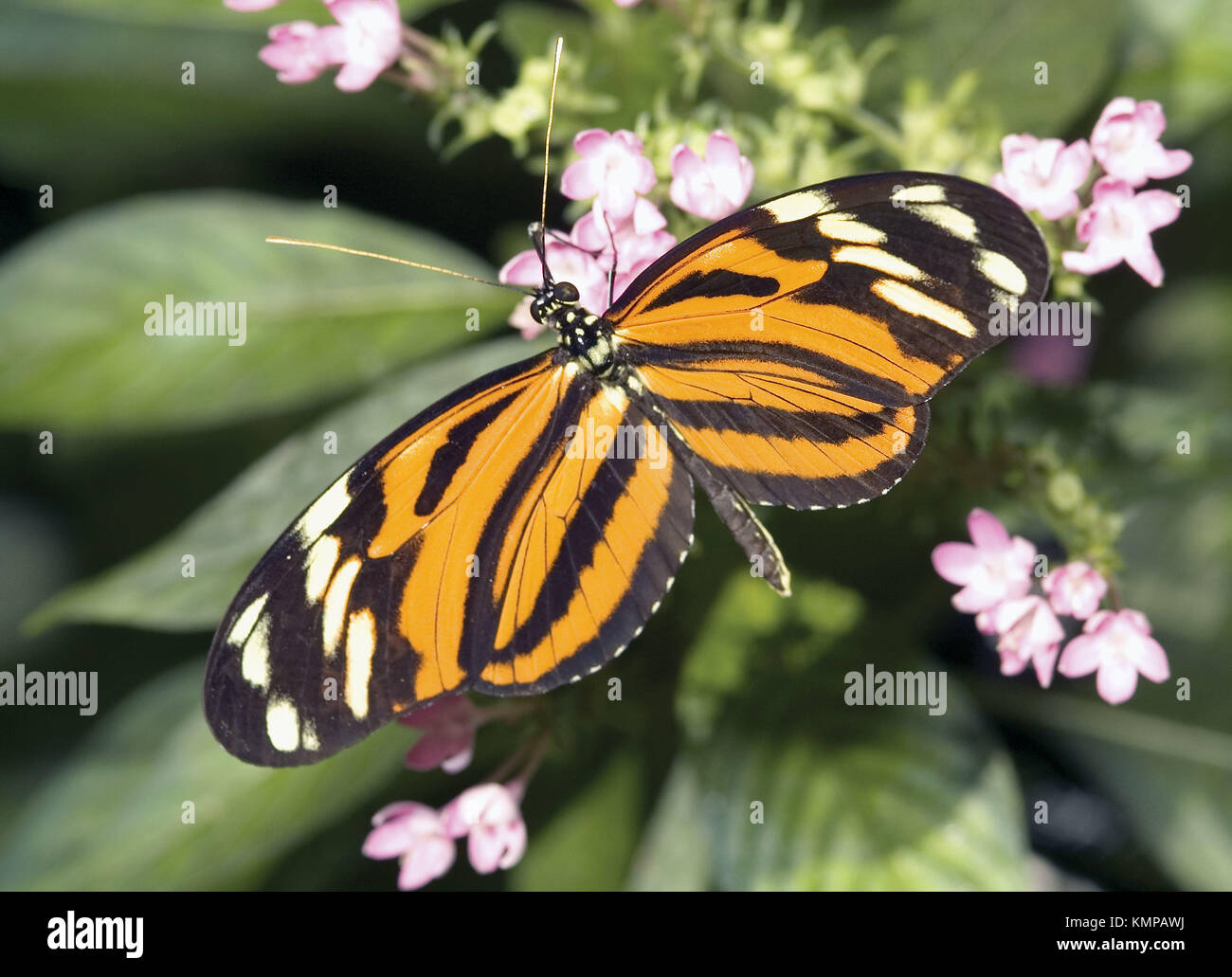 Isabella fauna hi-res stock photography and images - Alamy