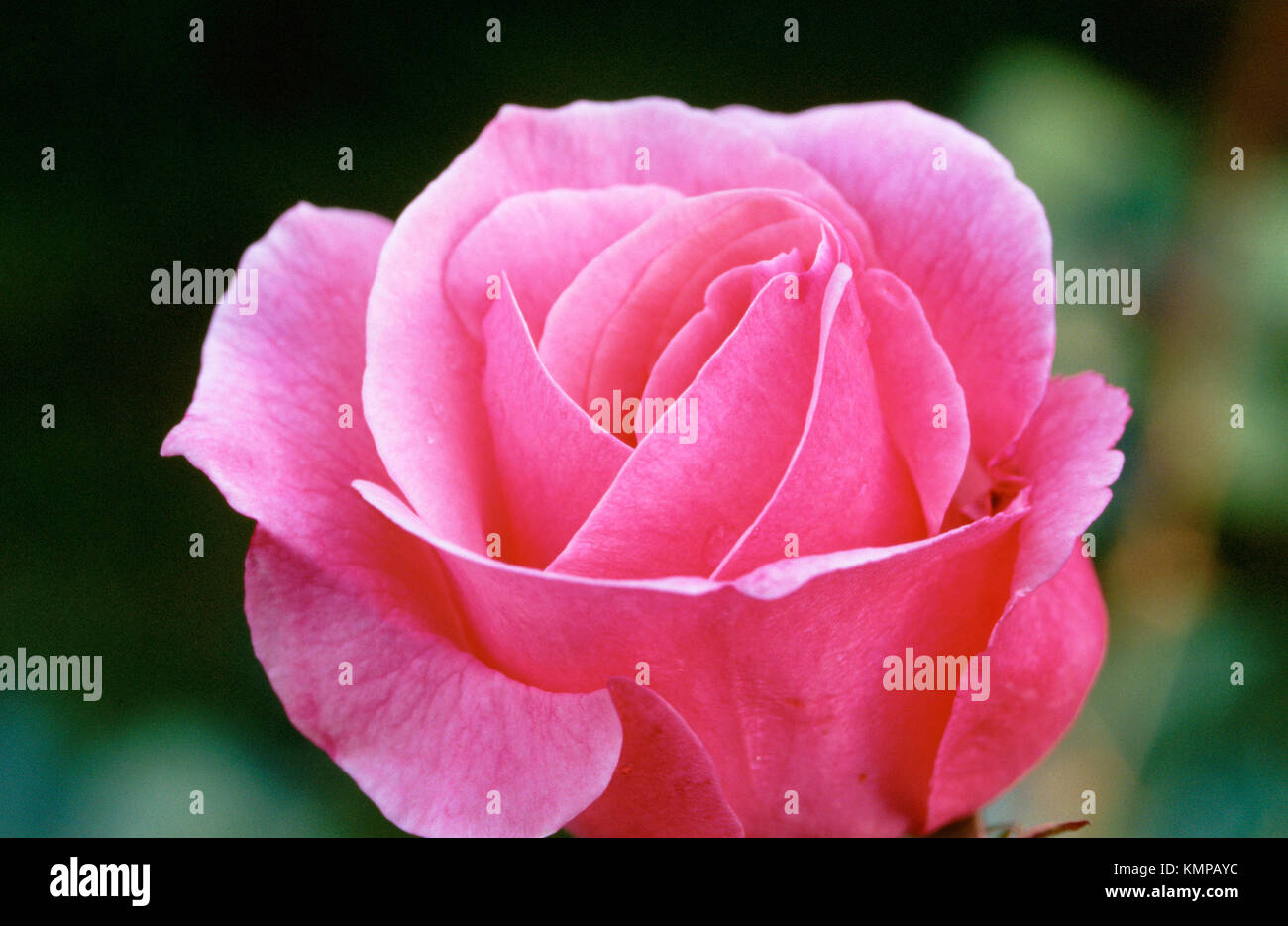 Rose and elizabeth hi-res stock photography and images - Alamy